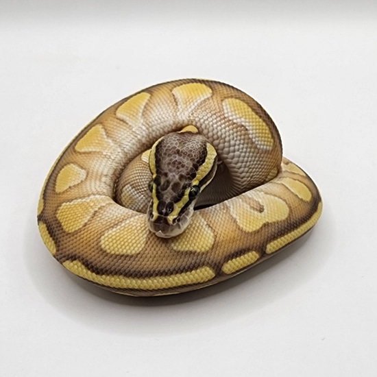 Super Pastel Lesser Het Hypo 50% Het Genetic Stripe Ball Python by ...