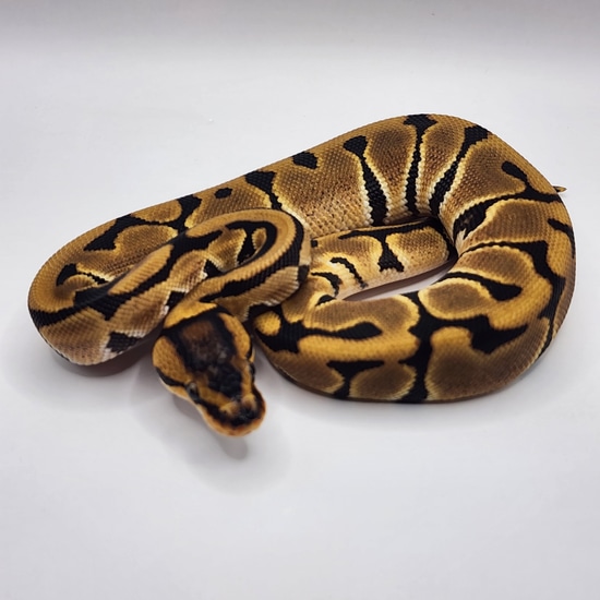 Blade Het Clown Ball Python by Paper Street Pythons