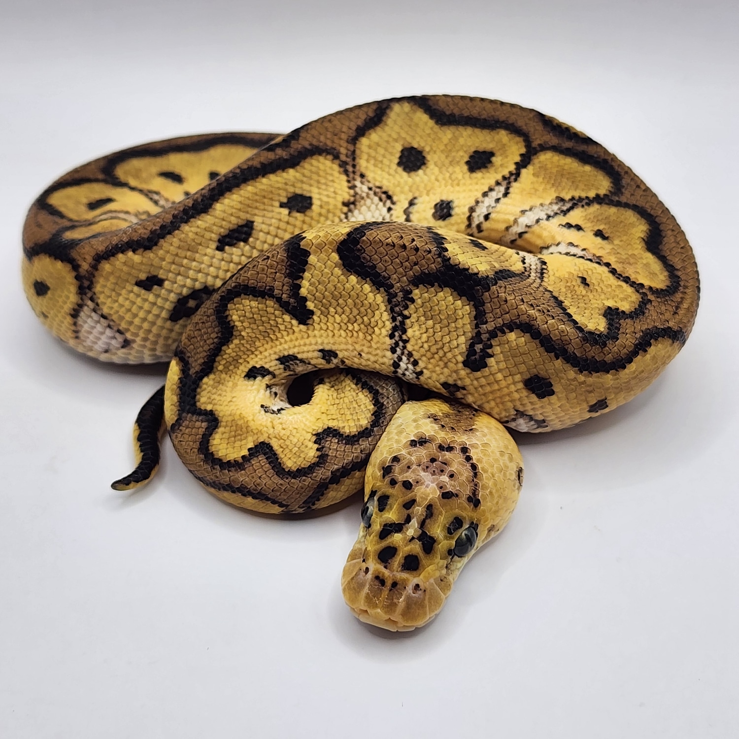 Pastel Blade Clown Ball Python by Paper Street Pythons - MorphMarket