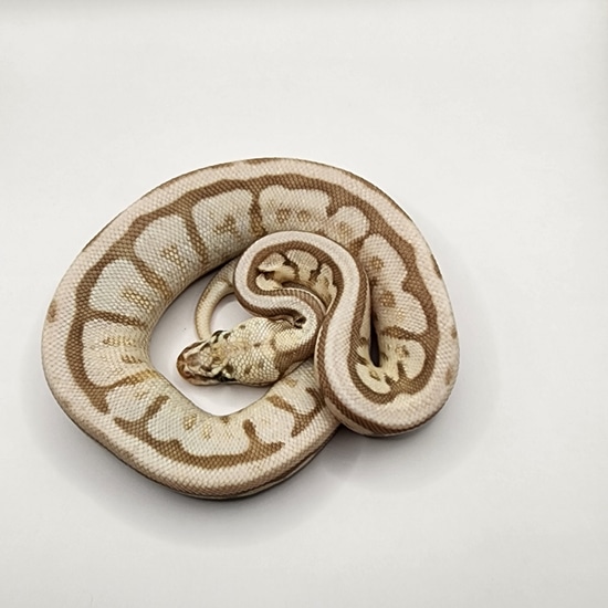 Genetic Stripe Pastel Lesser Leopard Spider Het Hypo Ball Python by ...