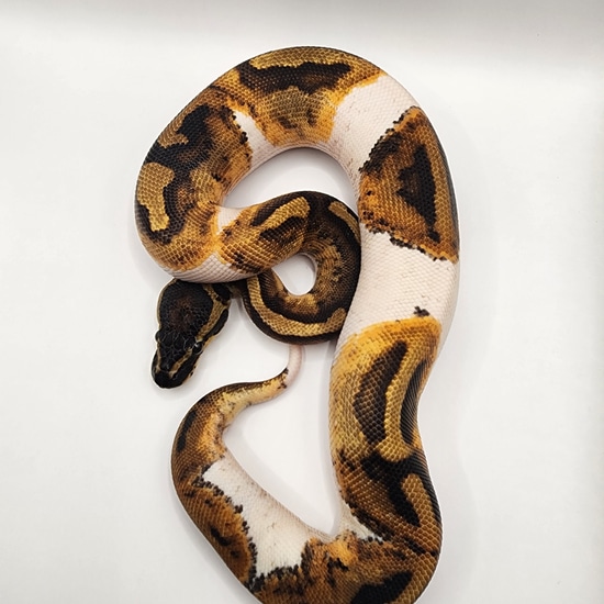 Mahogany Pied Ball Python by Paper Street Pythons