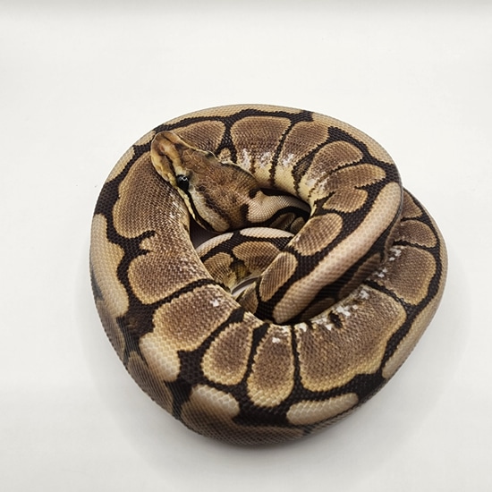 GHI Spider Cinnamon Het Hypo Ball Python by Paper Street Pythons