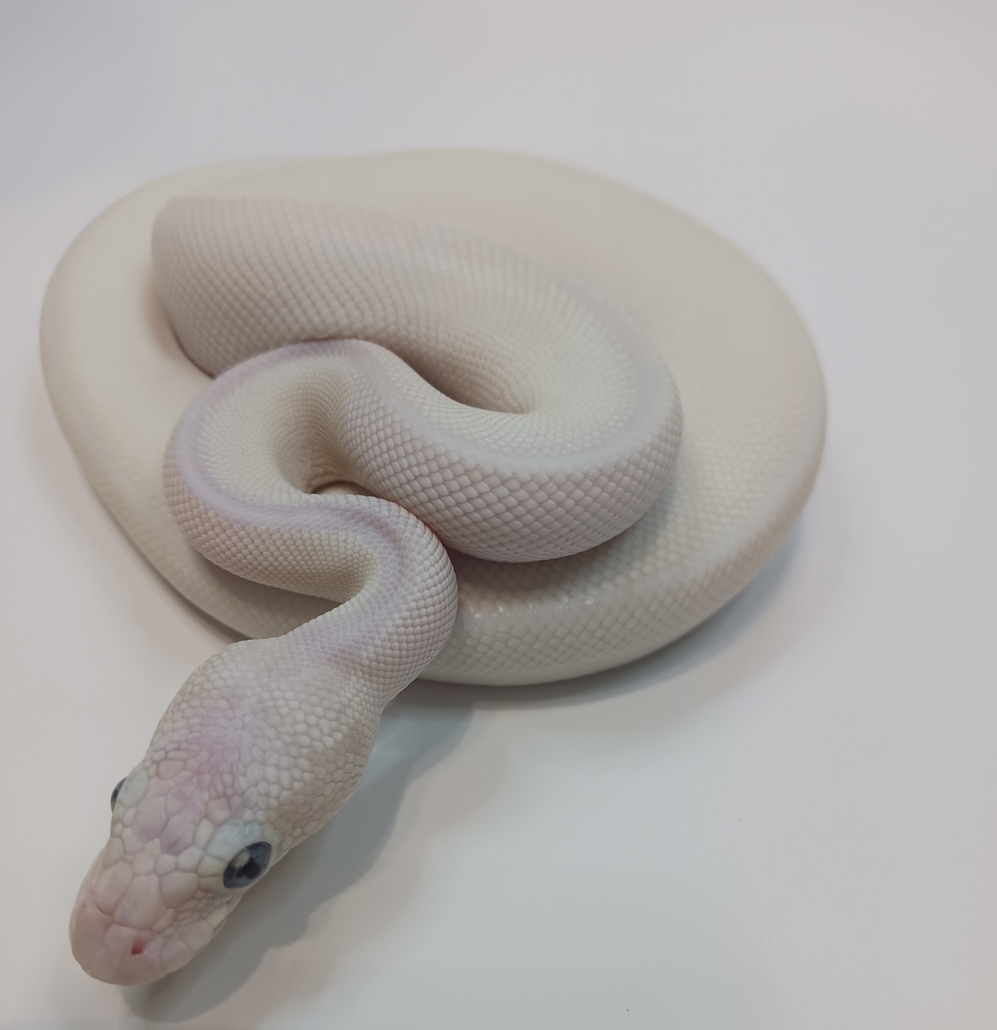 Russo Lesser (BEL) Ball Python by Sandbar Reptiles - MorphMarket