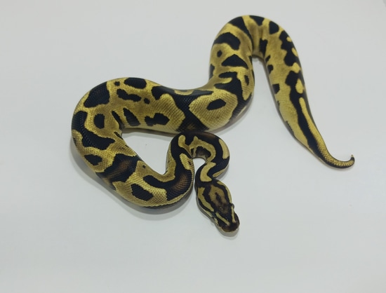 Leopard Fire Ball Python by Sandbar Reptiles