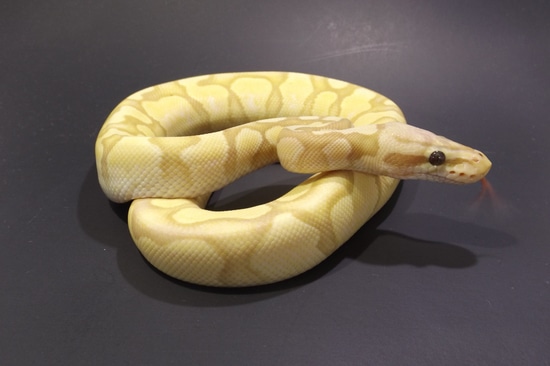 Super Pastel Banana Enchi Mojave Pos Yellowbelly Ball Python by Sandbar ...