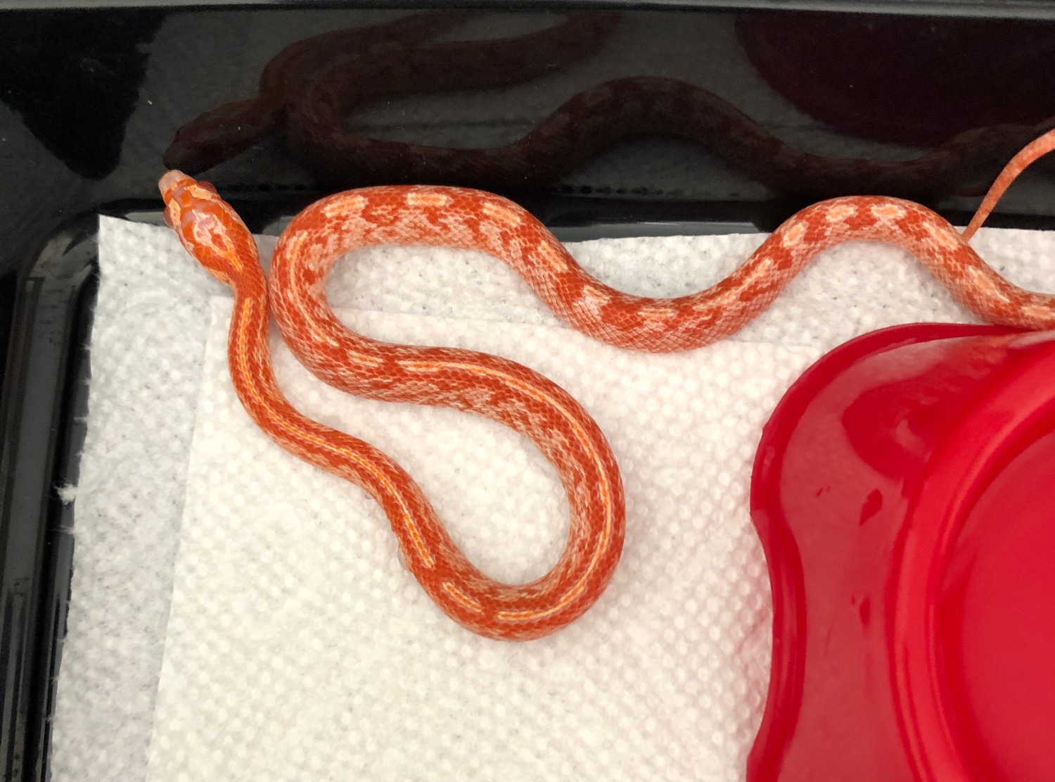 Amel Tessera Diffused Corn Snake by Good Lord Reptiles - MorphMarket