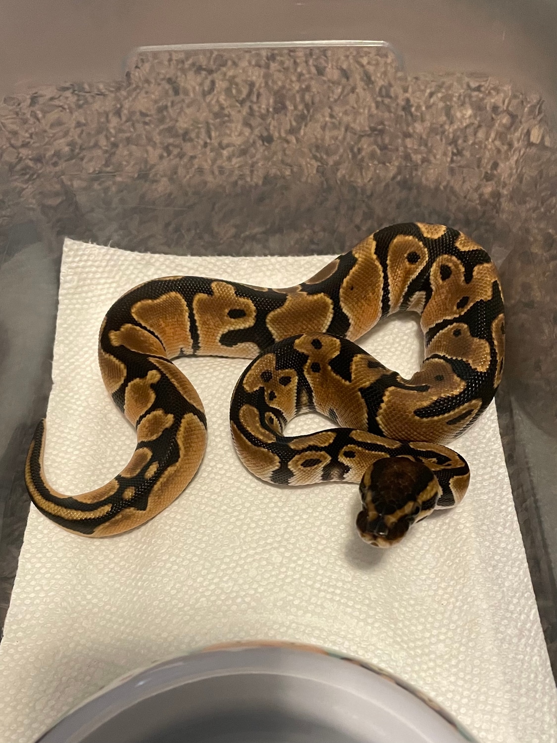 Orange Dream Het 66% Pied 50% Lavender Albino Ball Python by Good Lord ...