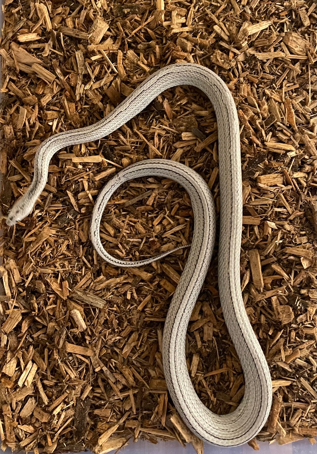 Hypo Cinder Tessera Corn Snake by Good Lord Reptiles - MorphMarket
