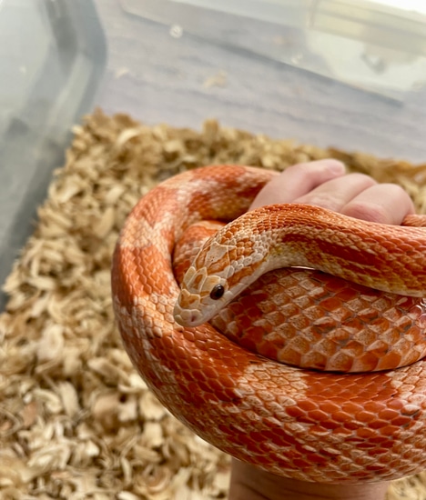 Lava Corn Snake by Good Lord Reptiles