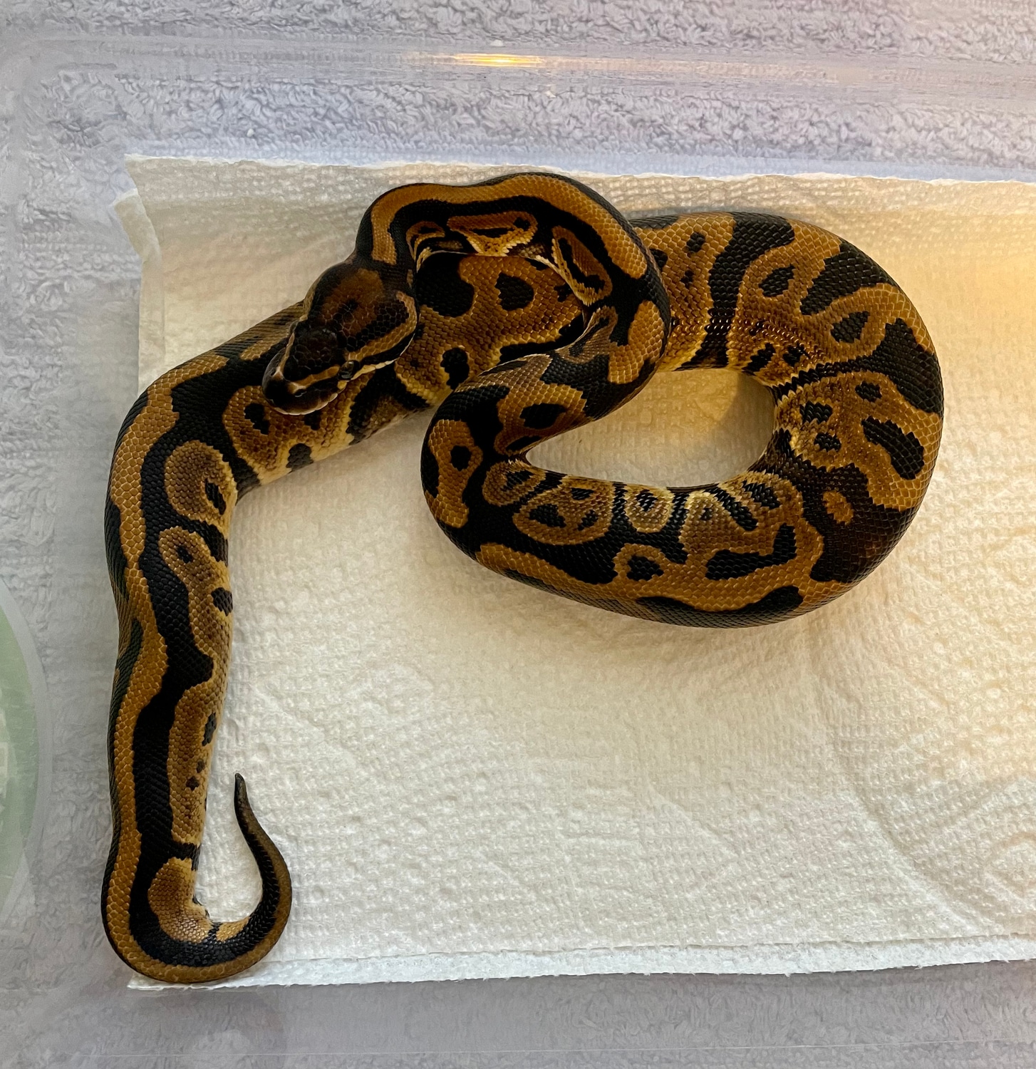Leopard Possible Het Clown Ball Python by Good Lord Reptiles - MorphMarket