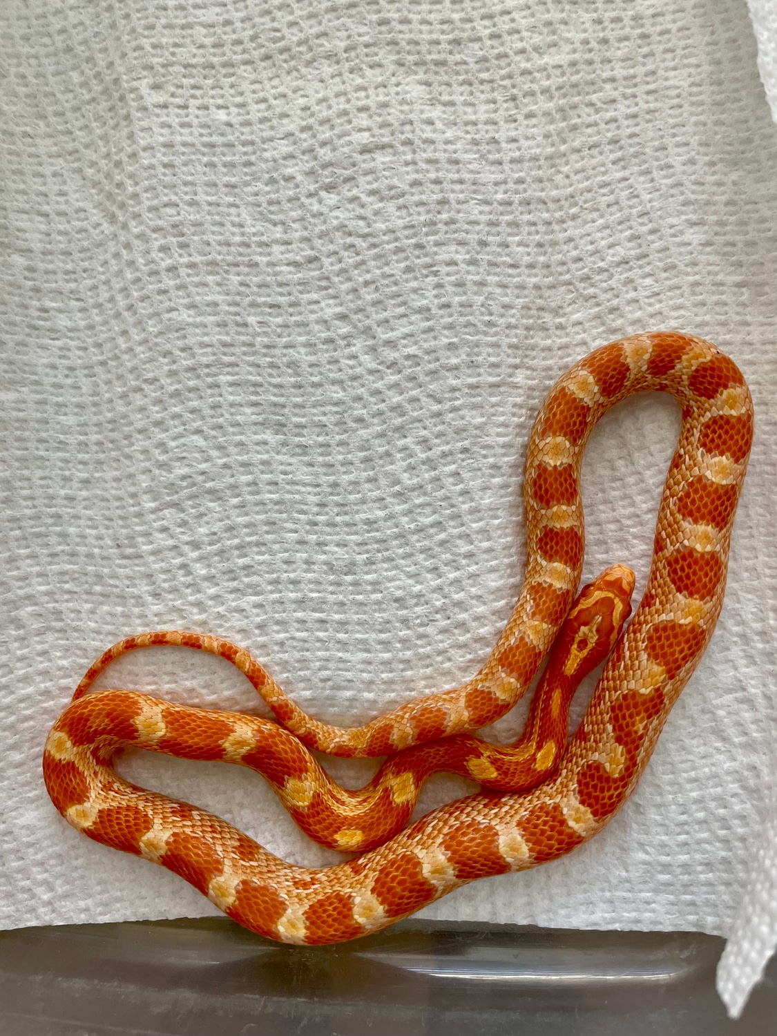 Buf Amel Corn Snake by Good Lord Reptiles - MorphMarket