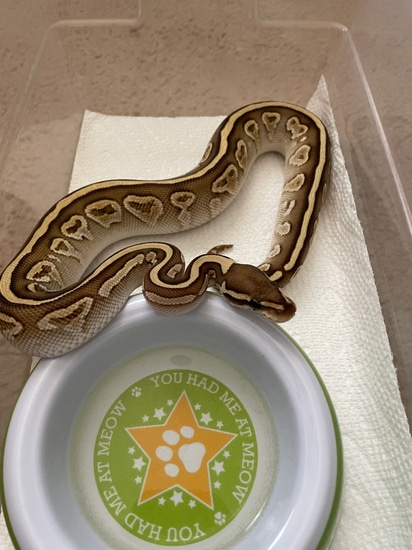 Lesser Het Clown Ball Python by Good Lord Reptiles