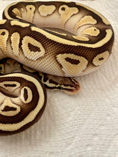 Pastel Lesser Het Clown Ball Python by Good Lord Reptiles