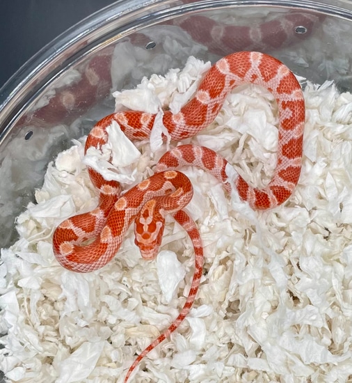 Amel Corn Snake by Good Lord Reptiles