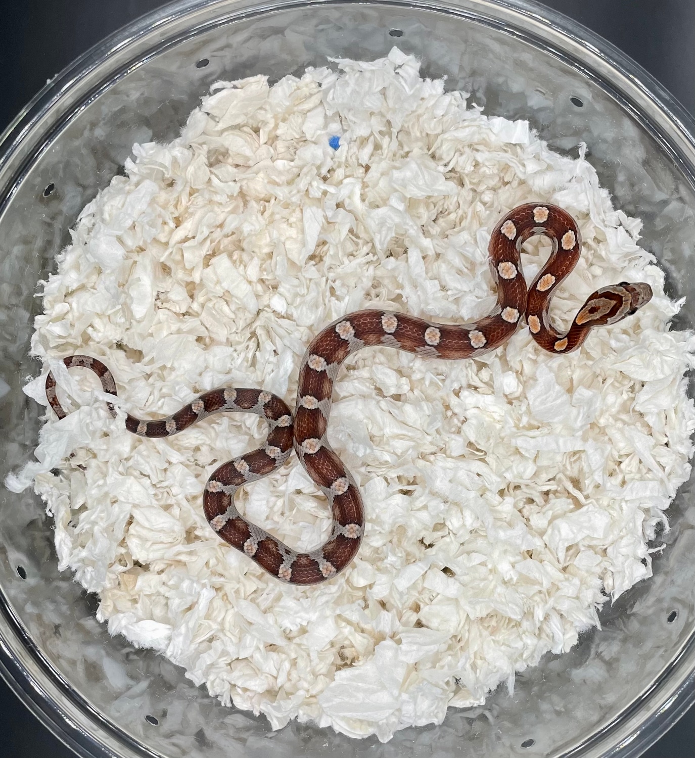 Motley Classic Corn Snake by Good Lord Reptiles - MorphMarket