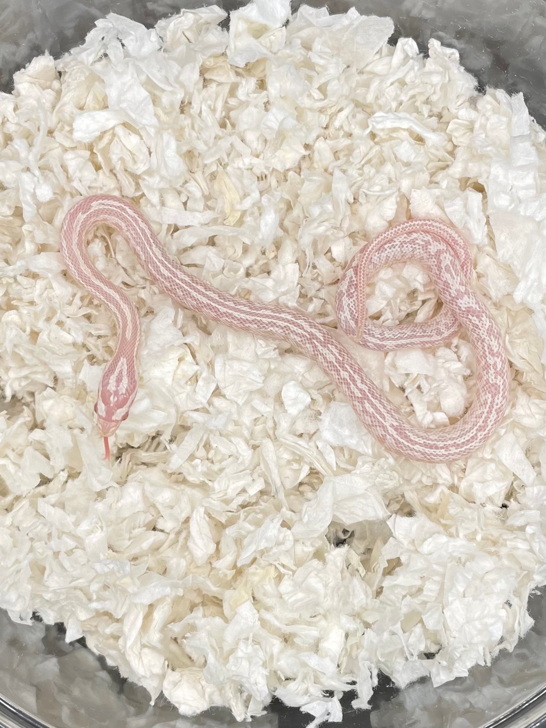 Beautiful Snow Tessera Corn Snake by Good Lord Reptiles - MorphMarket