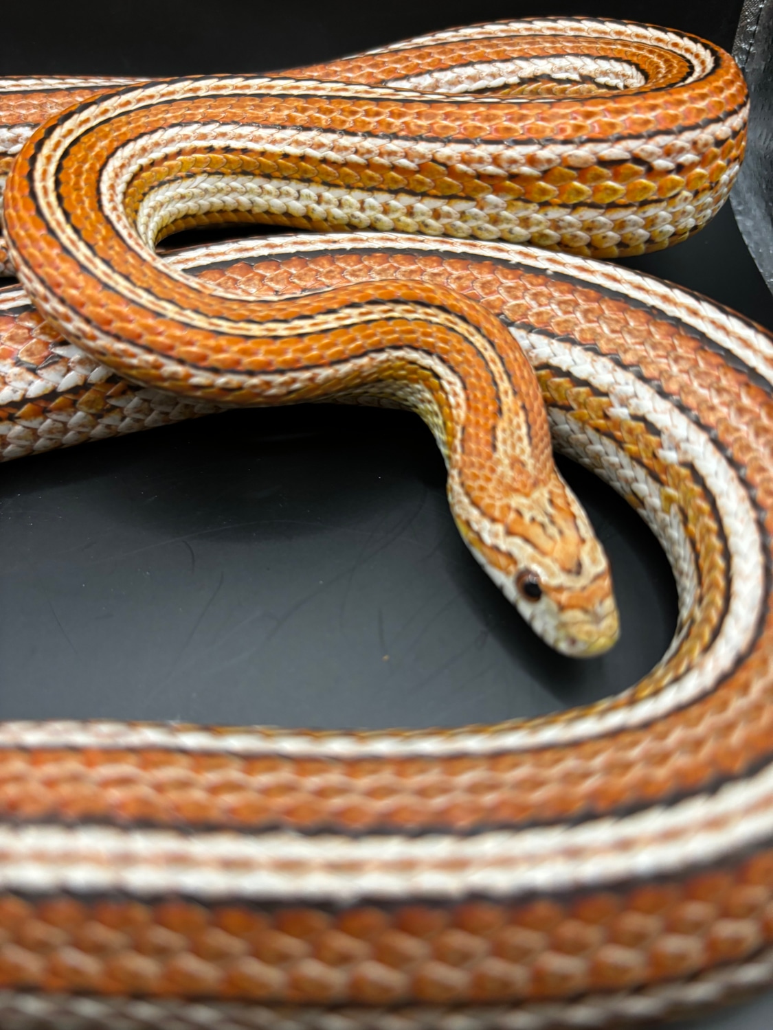 Hypo Diffused Tessera Corn Snake by Good Lord Reptiles - MorphMarket