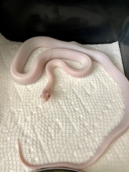 Palmetto Blizzard Corn Snake by Good Lord Reptiles