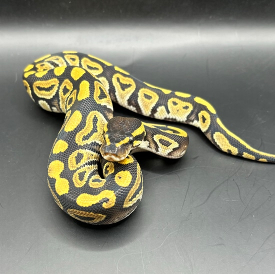 Hurricane Pos Het Clown Ball Python by Good Lord Reptiles