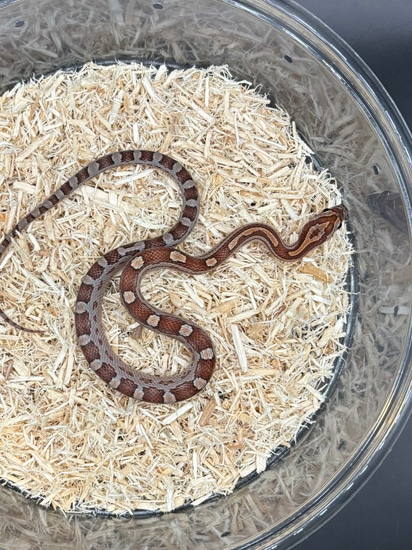 Motley Classic Corn Snake by Good Lord Reptiles