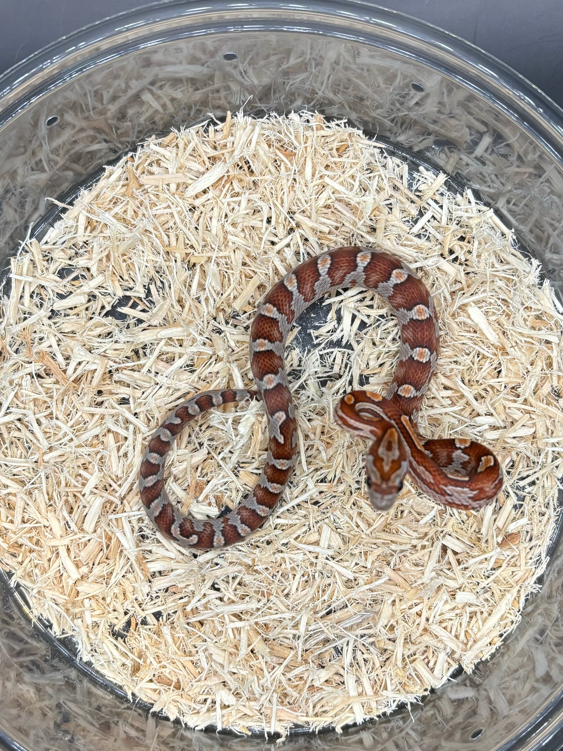 Classic Normal Corn Snake by Good Lord Reptiles - MorphMarket