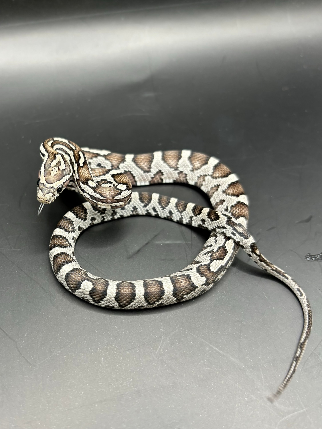 Anery Corn Snake by Good Lord Reptiles - MorphMarket