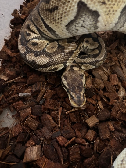 Super Pastel Ball Python by Good Lord Reptiles