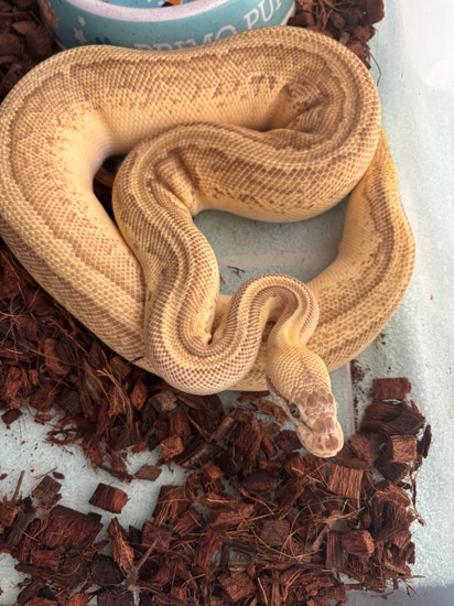 King Pin Ball Python by Good Lord Reptiles