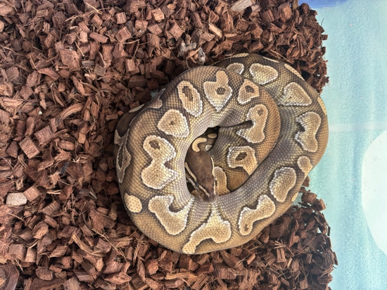 Lesser Ball Python by Good Lord Reptiles