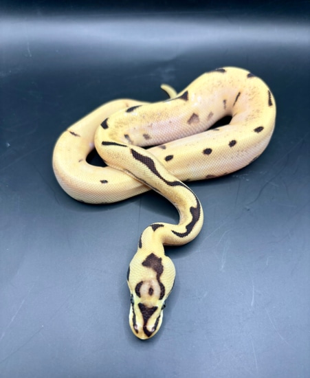 Orange Dream Pastel Spider Possible Low Expression Pied Ball Python by ...