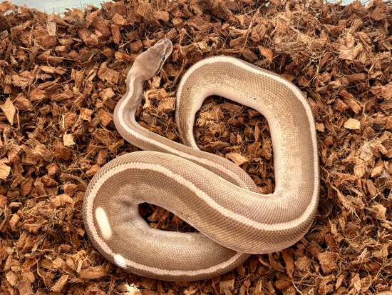 Hidden Gene Woma Lesser Het Red Axanthic Ball Python by Good Lord Reptiles