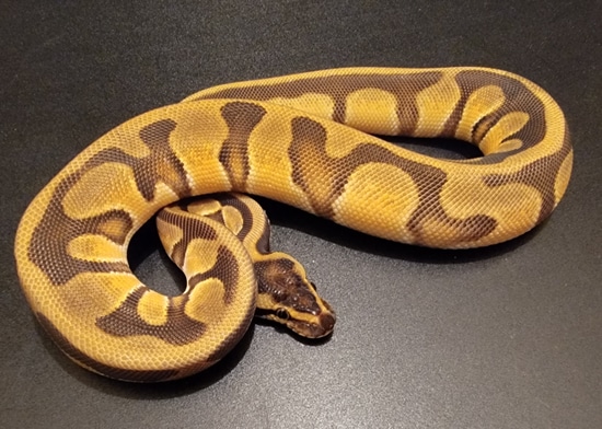 Orange Dream Enchi Leopard Ball Python by The Python Closet