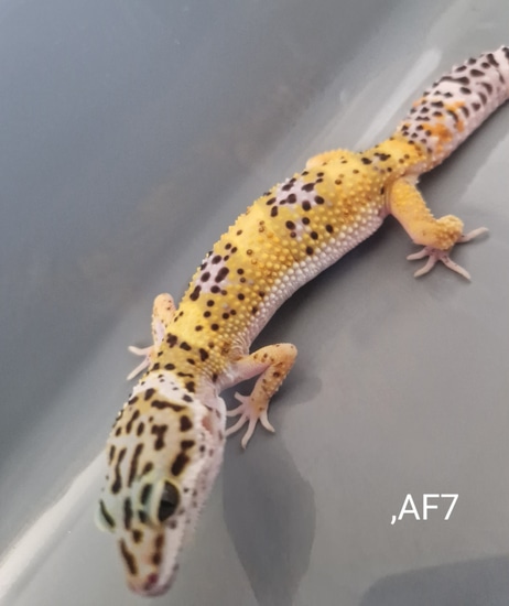 Normal Leopard Gecko by Lineker's Gecko's