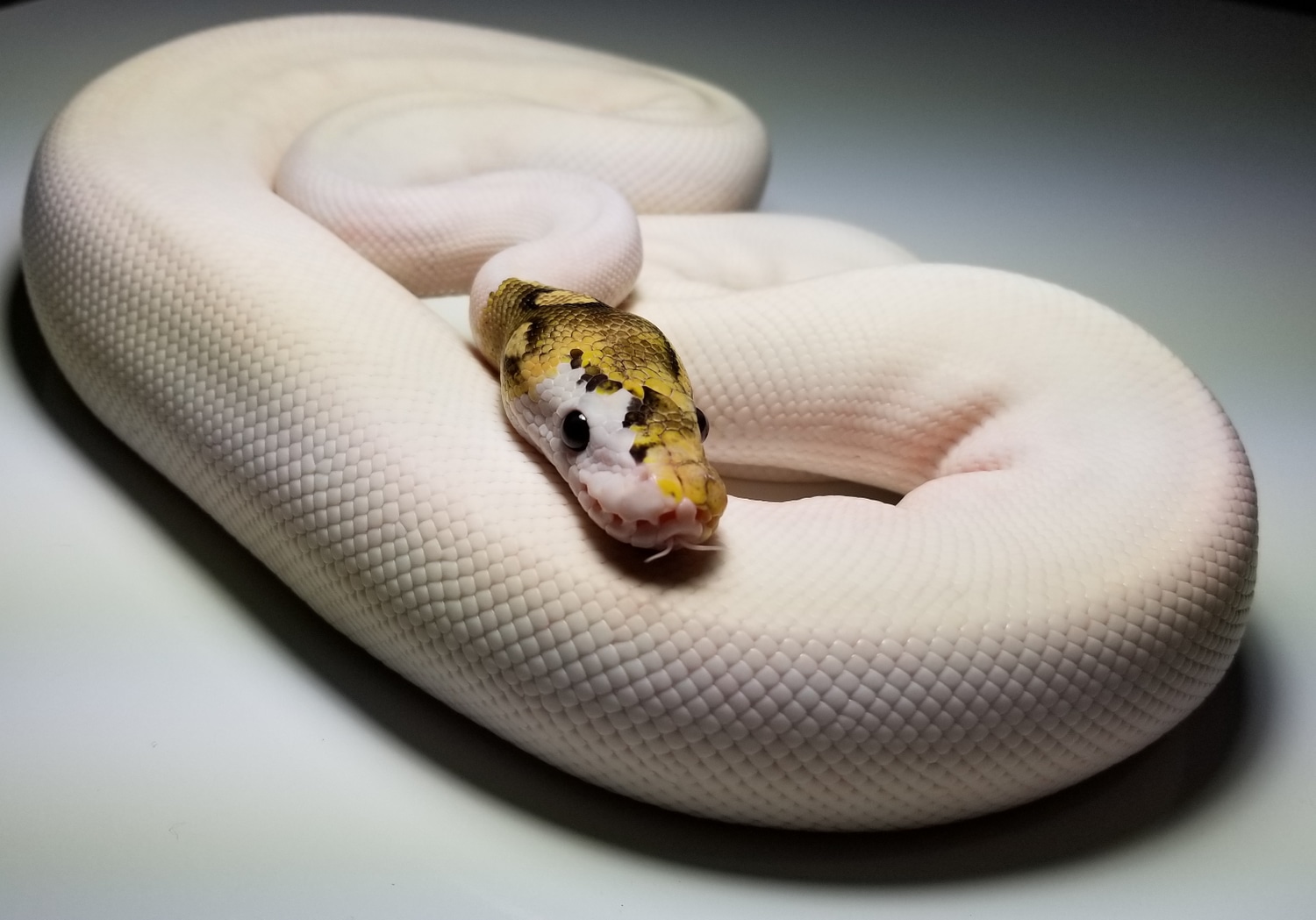 Proven Ivory Paradox Ball Python by Mandy's Morphs - MorphMarket
