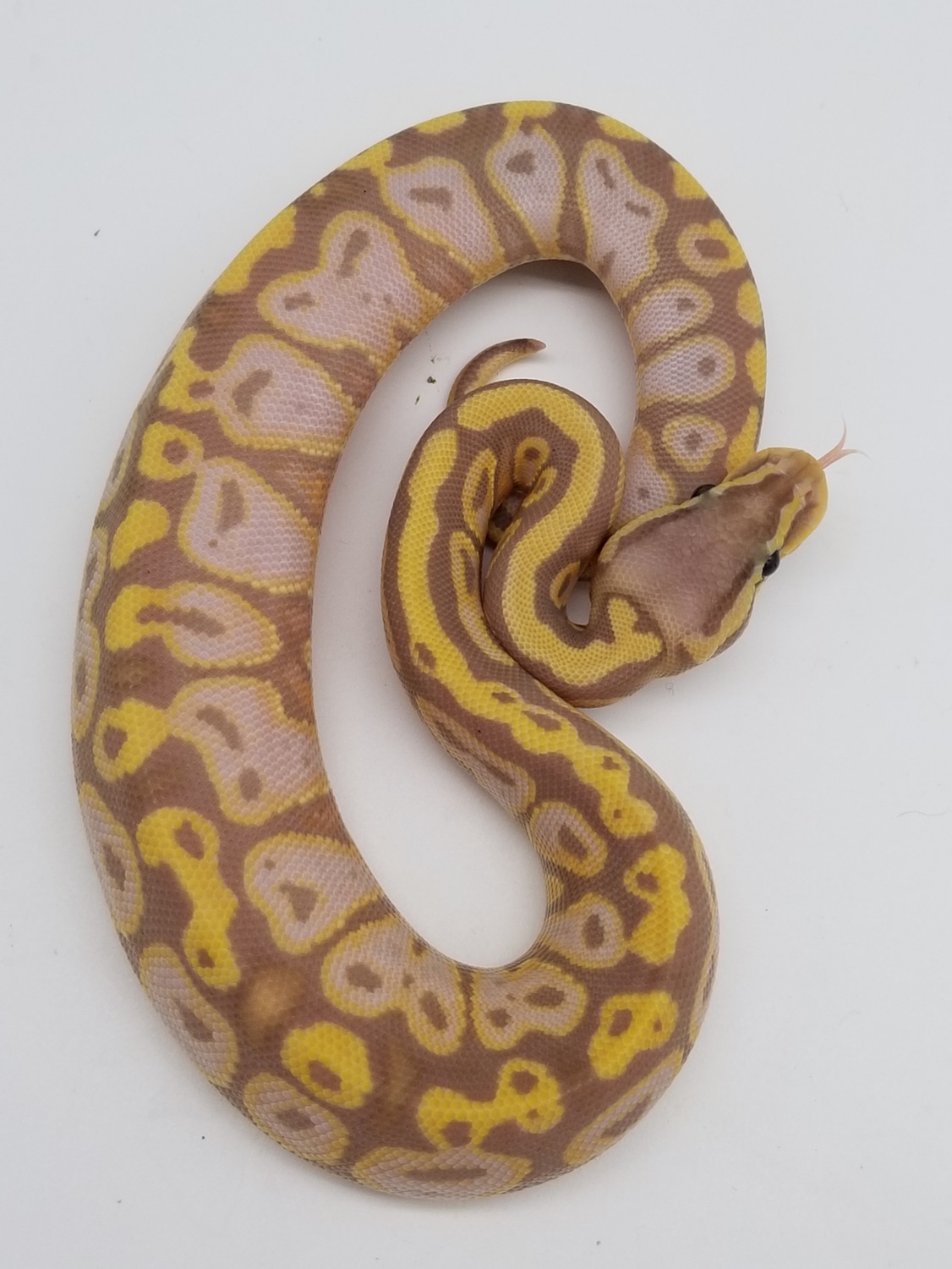 FEMALE Coral Glow Pastel Yellowbelly Ball Python by Mandy's Morphs ...