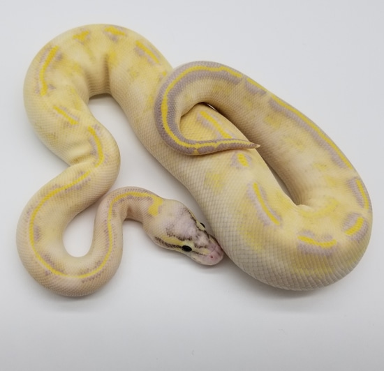 Spotnose Pastel Highway Ball Python by Mandy's Morphs