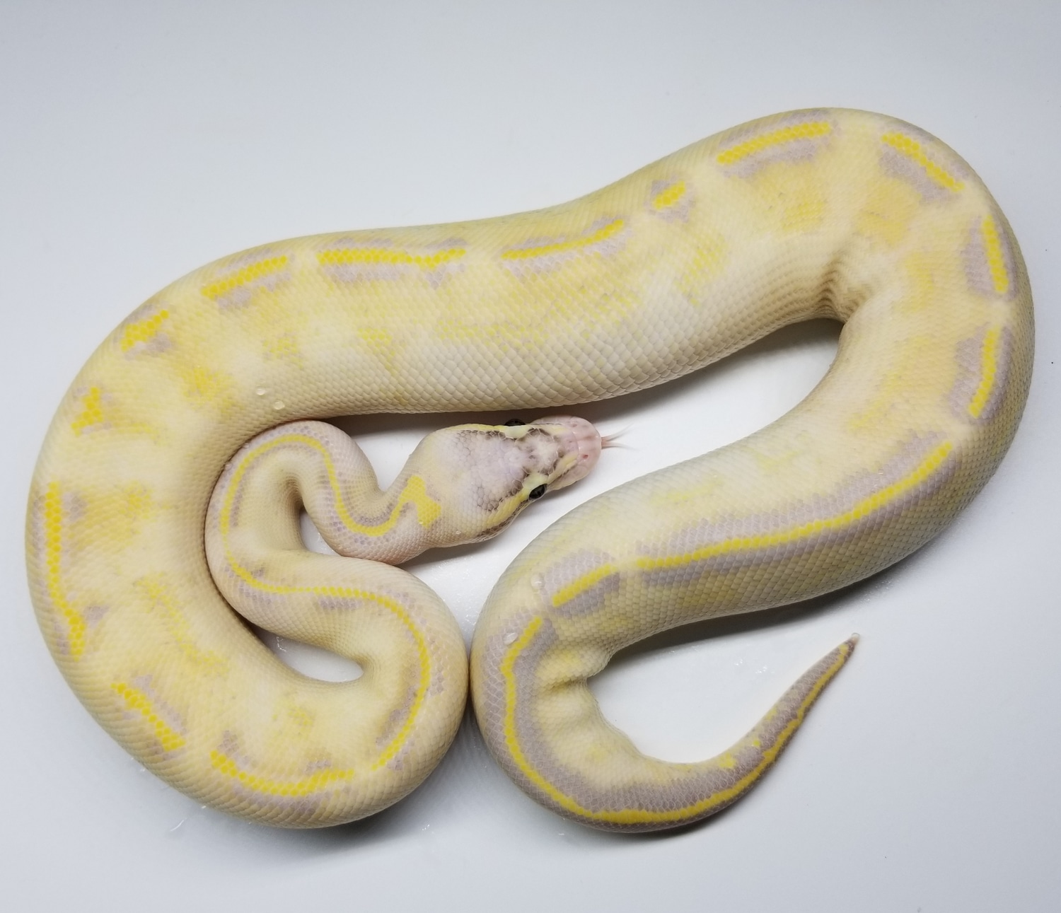Pastel Spot Highway! Ball Python by Mandy's Morphs - MorphMarket