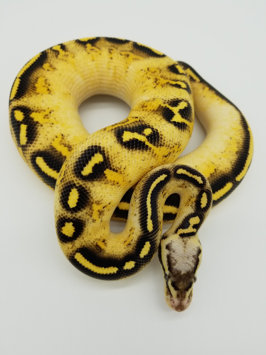 GHI Pastel Freeway Ball Python by Mandy's Morphs - MorphMarket