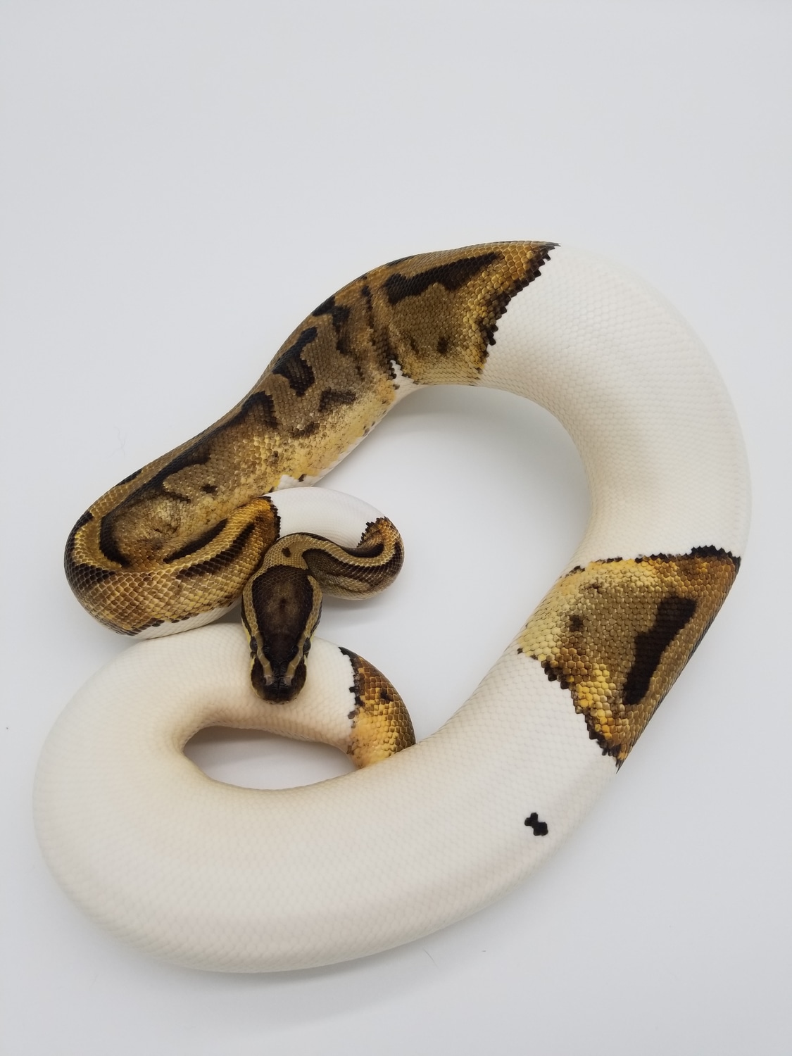 Pied 100% Het Lavender Albino Ball Python by Mandy's Morphs - MorphMarket