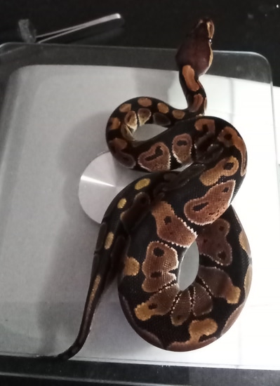 Normal Ball Python by AnR Morphs
