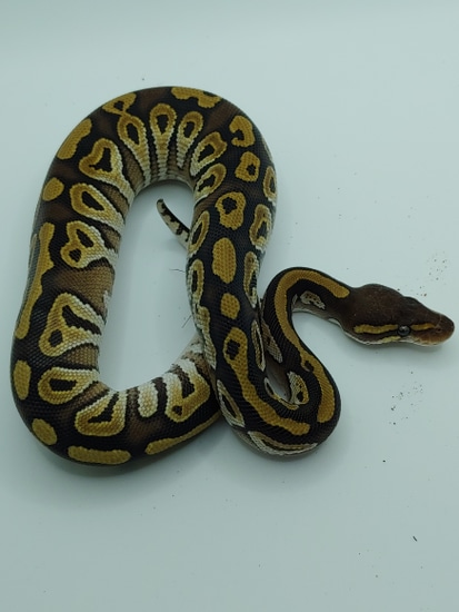 Mojave Ball Python by AnR Morphs