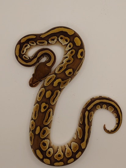 Lesser Ball Python by AnR Morphs