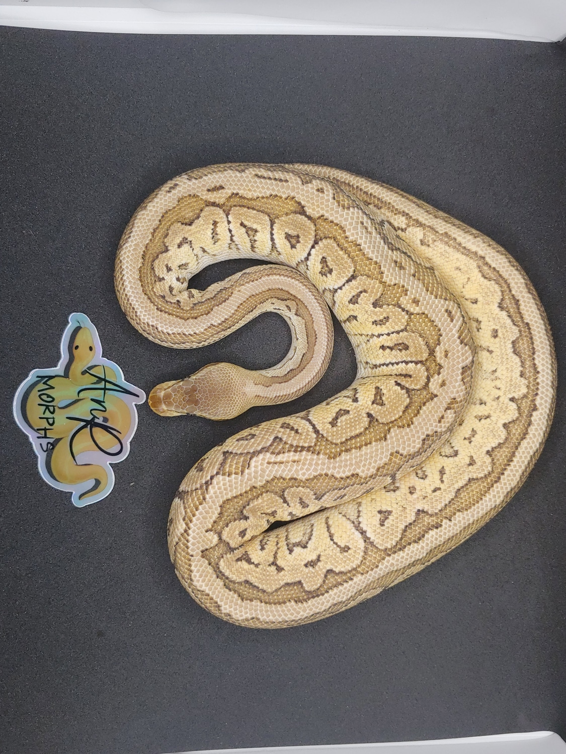 Mojave Pastel PINSTRIPE RTB Ball Python by AnR Morphs - MorphMarket