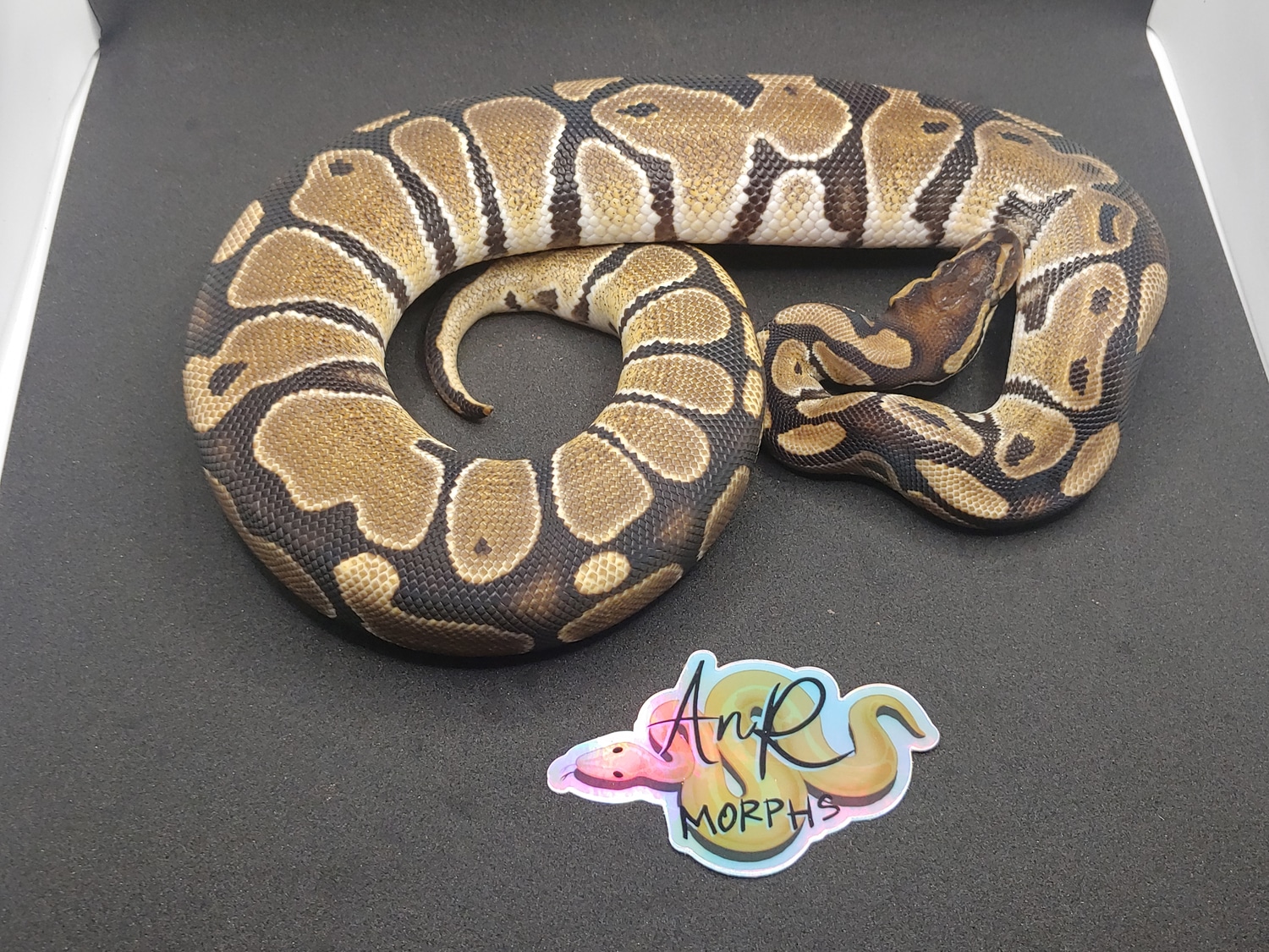 Normal Het Genetic Stripe Ball Python by AnR Morphs - MorphMarket
