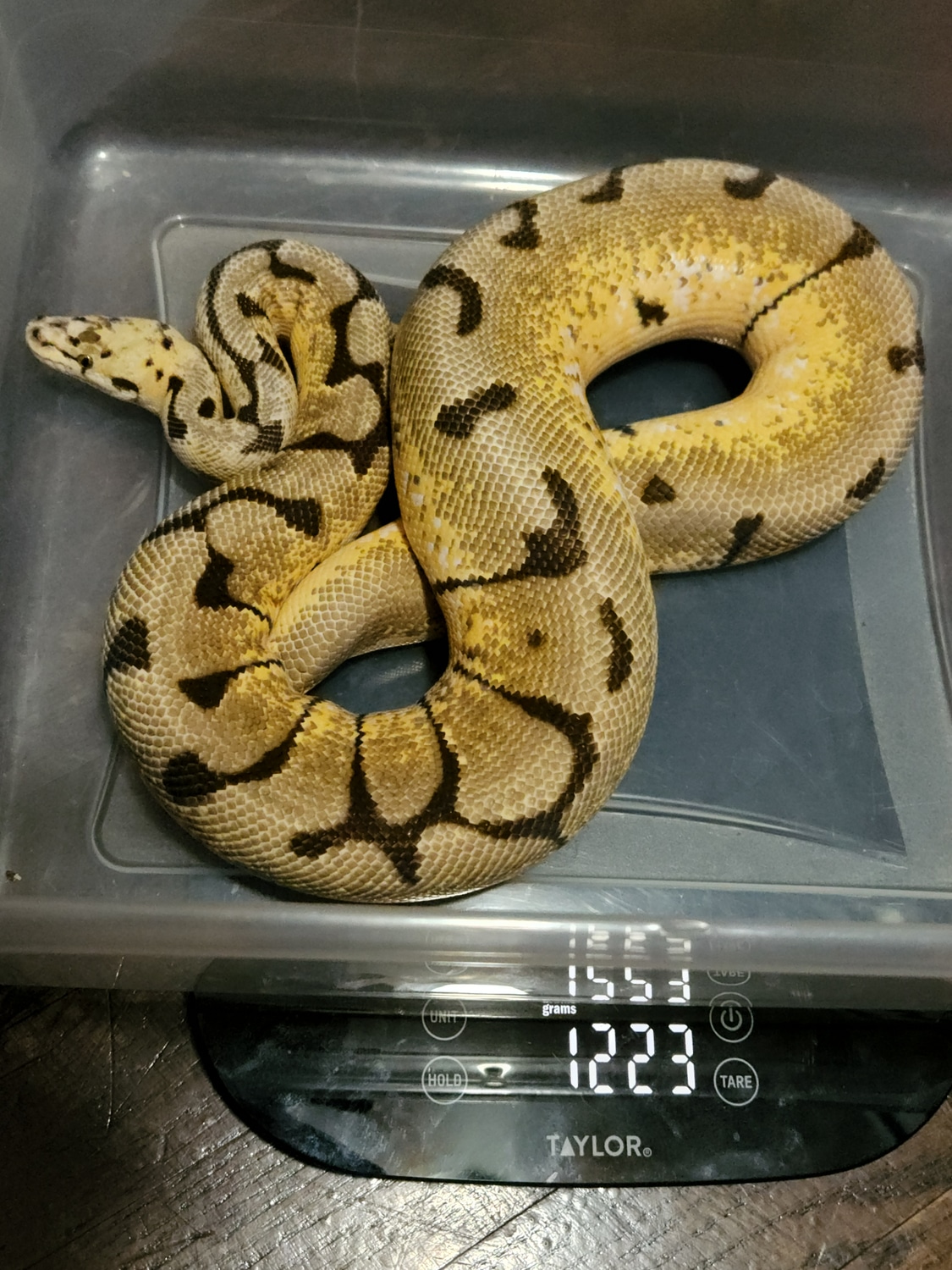 Bumblebee Ball Python by AnR Morphs - MorphMarket