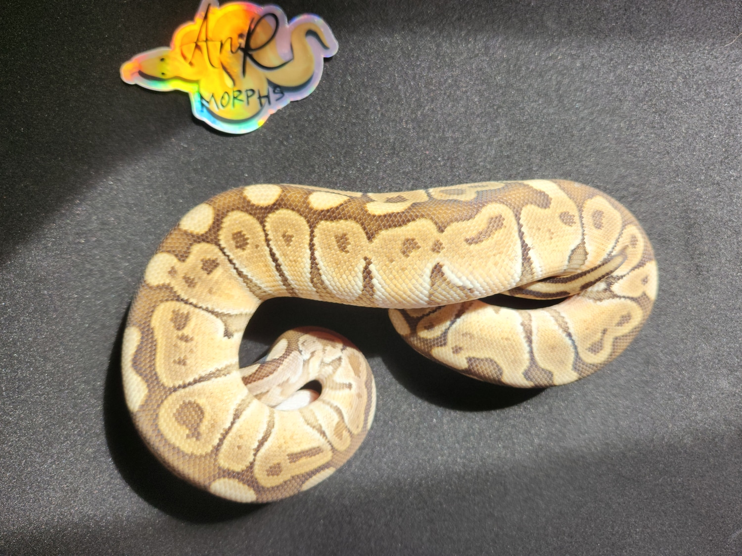 Lesser Woma Ball Python by AnR Morphs - MorphMarket