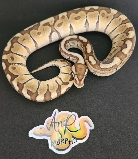 Mojave Woma Ball Python by AnR Morphs