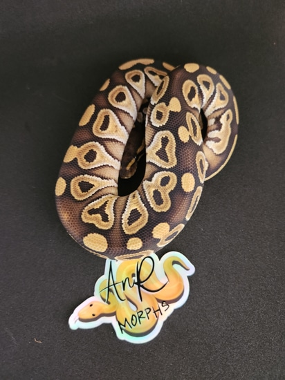 Mojave Ball Python by AnR Morphs