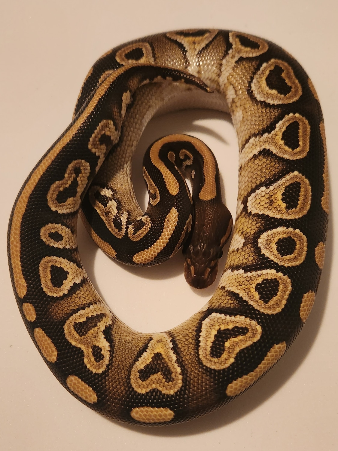 Mojave Ball Python by AnR Morphs - MorphMarket