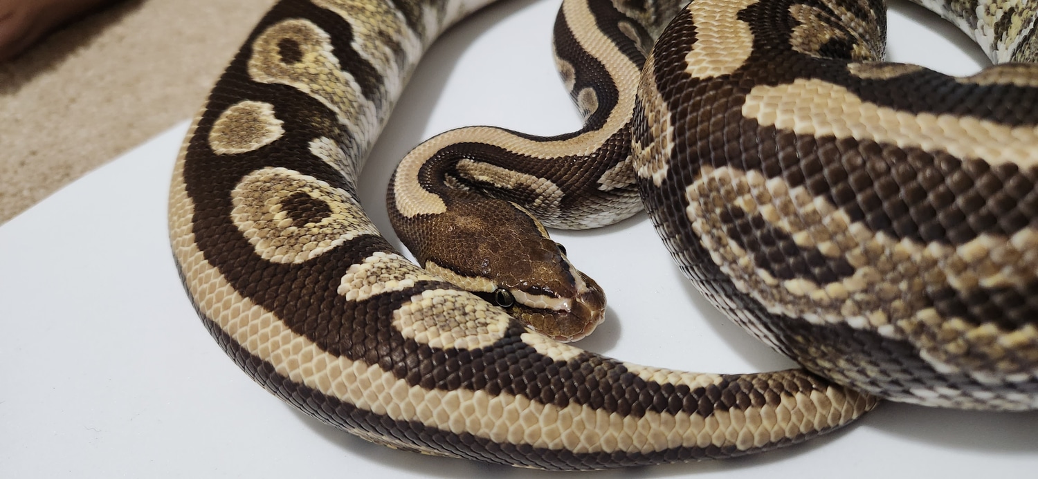 Mojave Spotnose Ball Python by AnR Morphs - MorphMarket
